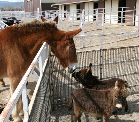 Mules at Civil war reenactments. | Reenactors Forum - Join, Drill, See ...